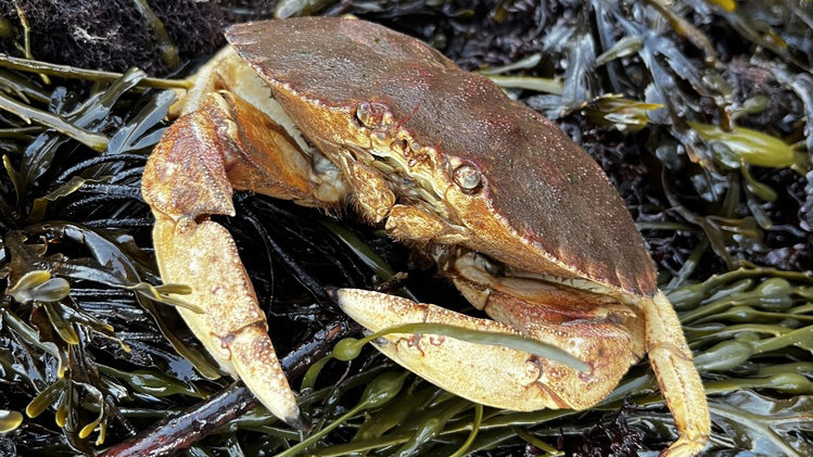 Intertidal Zones within Deadmans Harbour and the Bay of Fundy